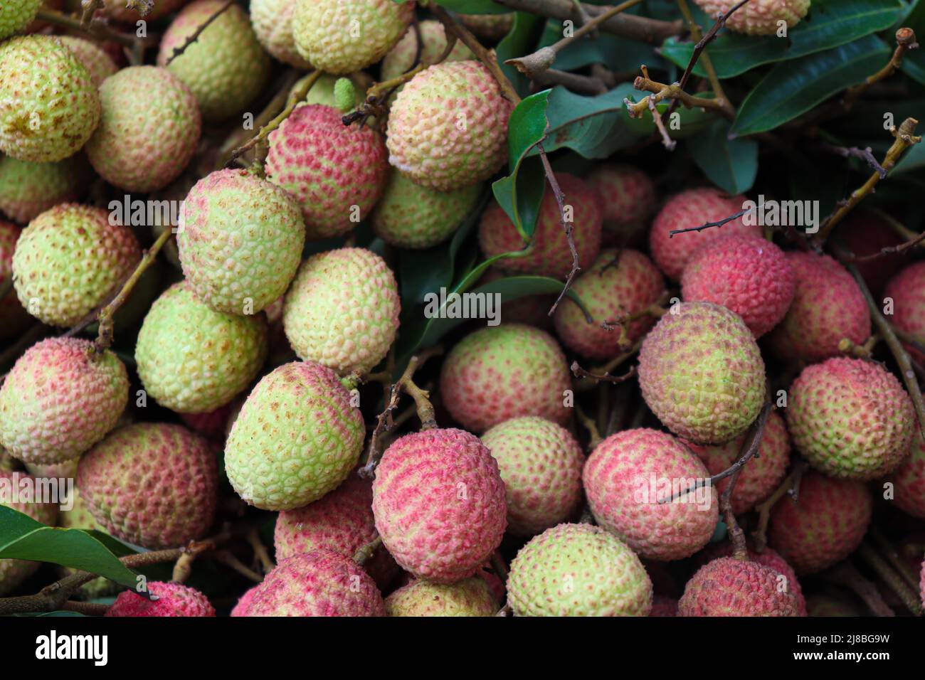 Bangladeshi litchi hi-res stock photography and images - Alamy