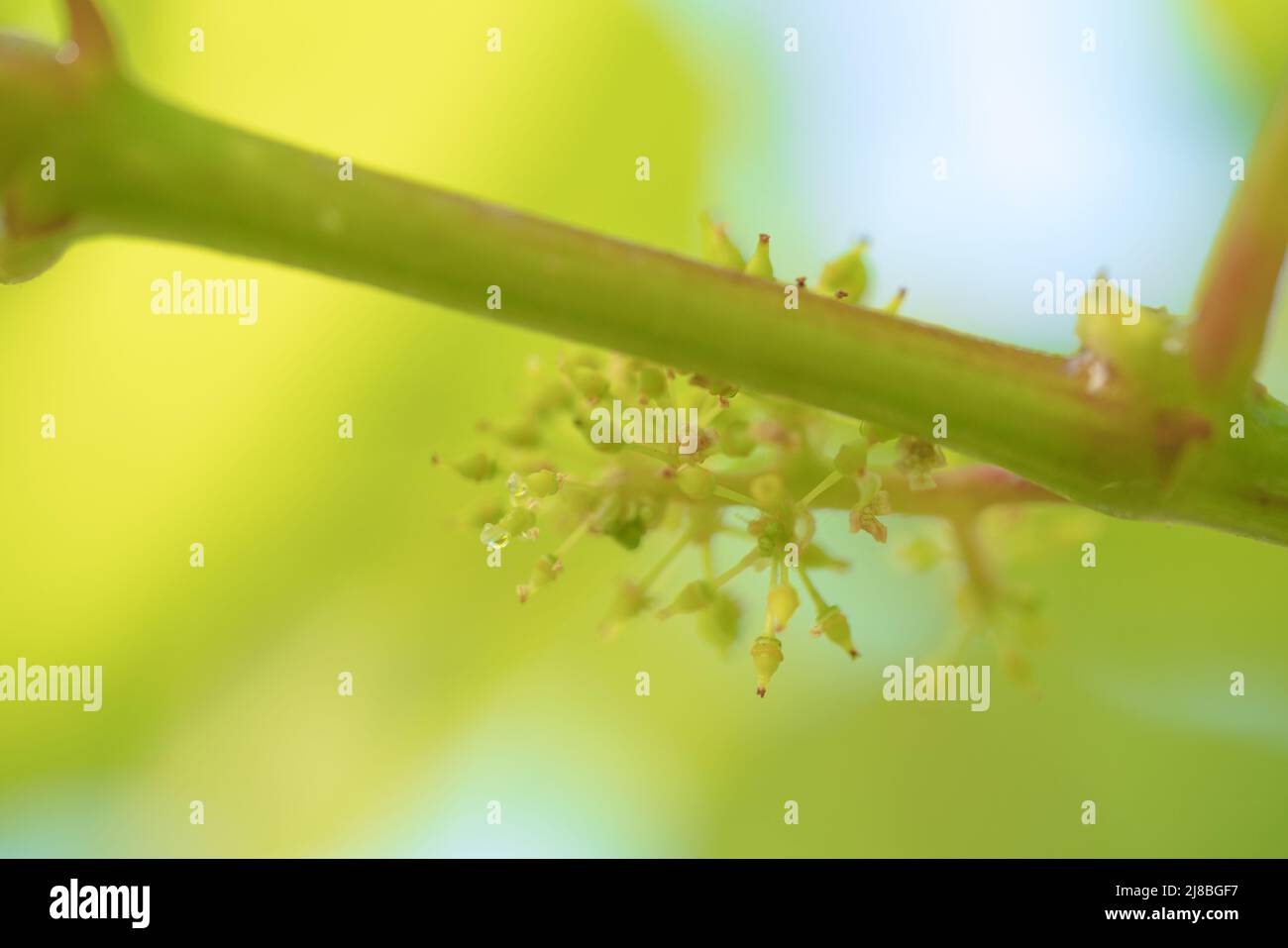 not stretching the inflorescence,Flowering vine on the way to grape ...