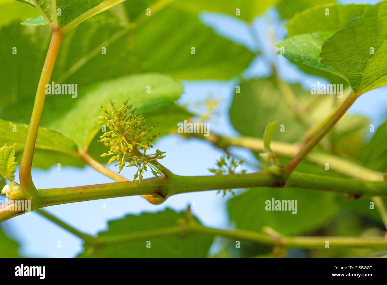 not stretching the inflorescence,Flowering vine on the way to grape ...