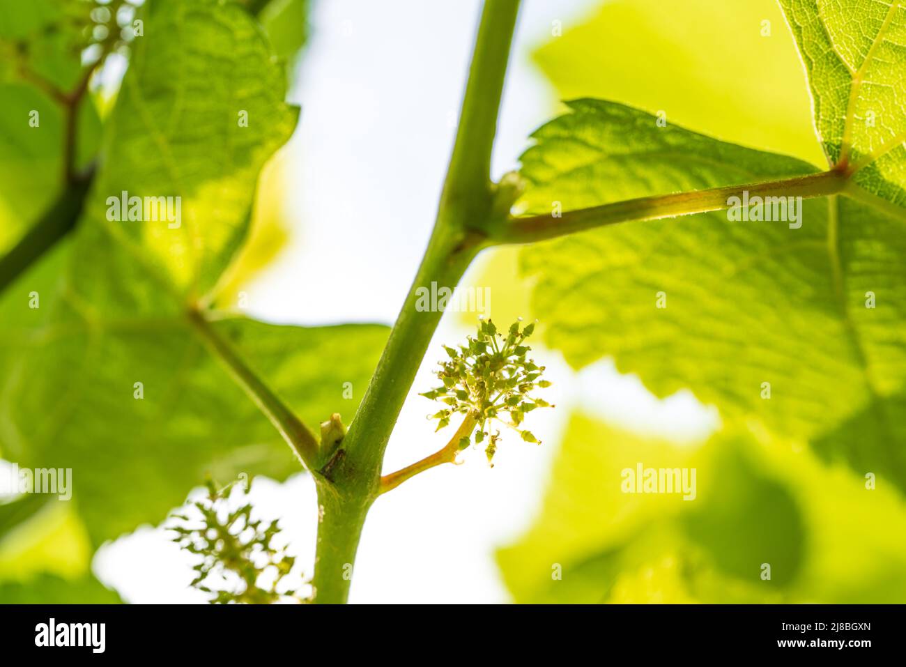 not stretching the inflorescence,Flowering vine on the way to grape ...