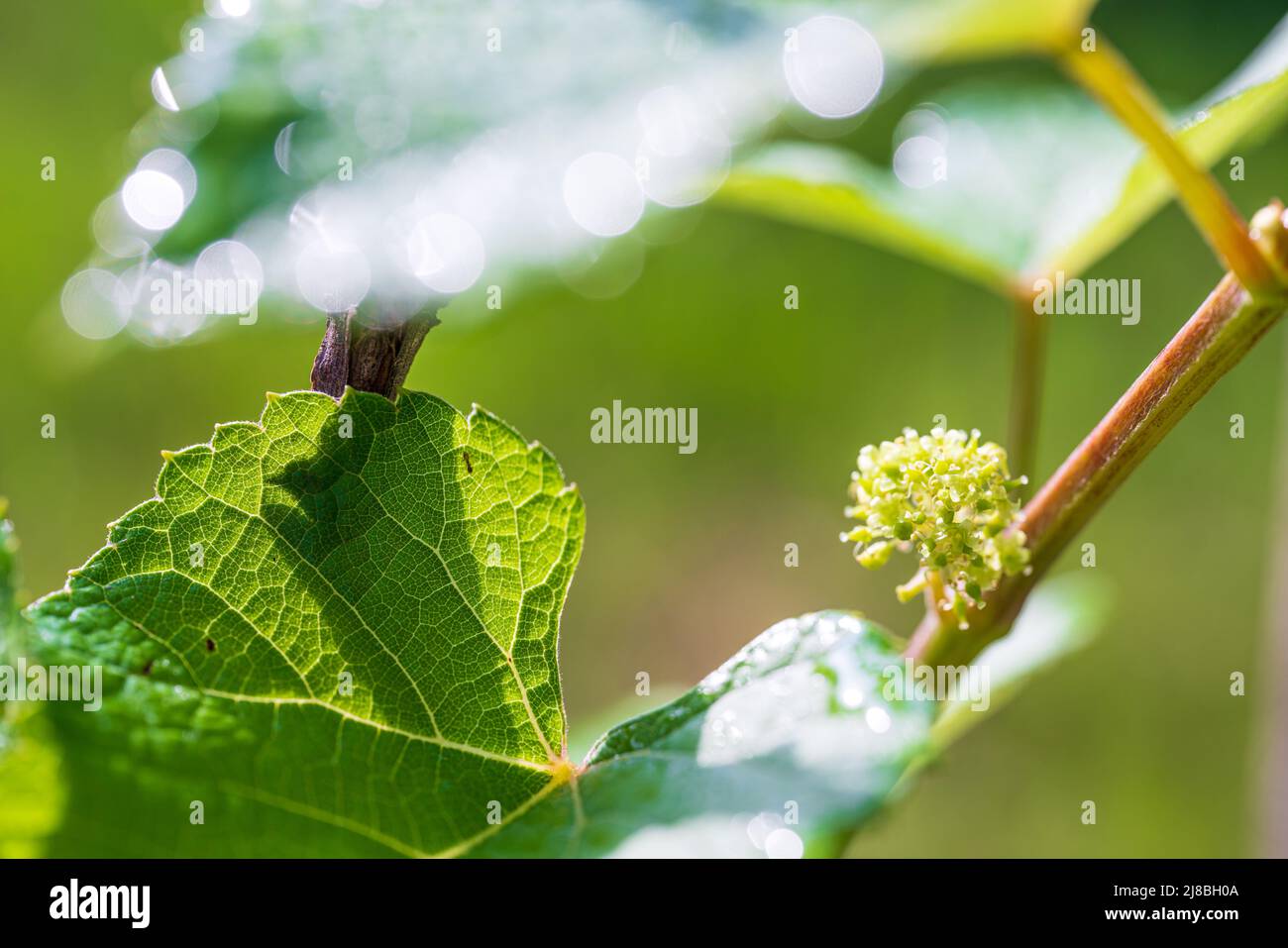 not stretching the inflorescence,Flowering vine on the way to grape ...