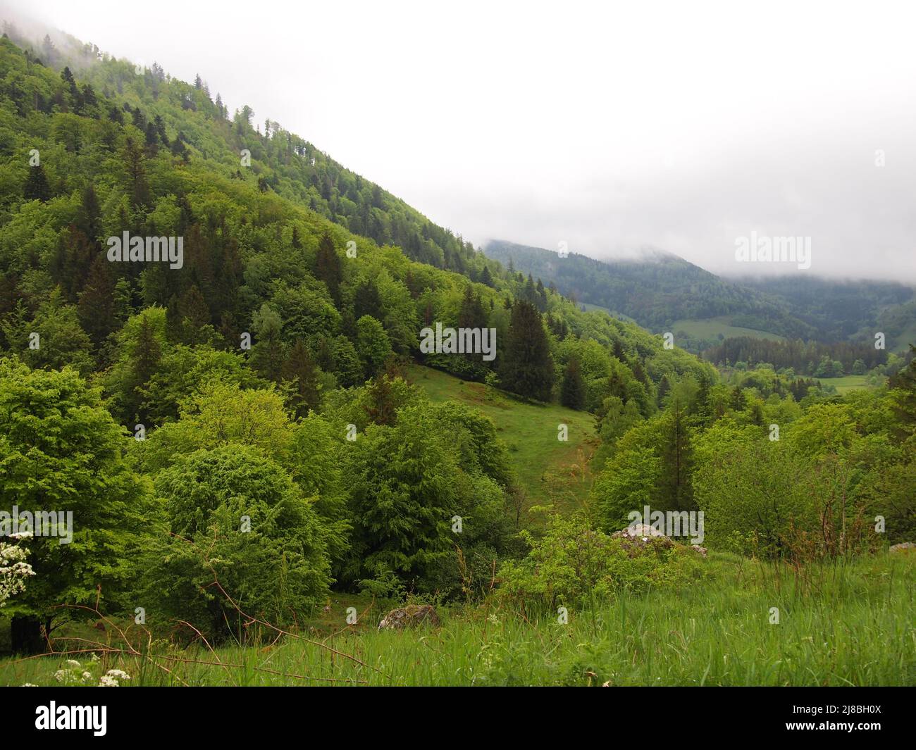 Black Forest Biosphere Reserve (Baden-Württemberg, Federal Republic of ...