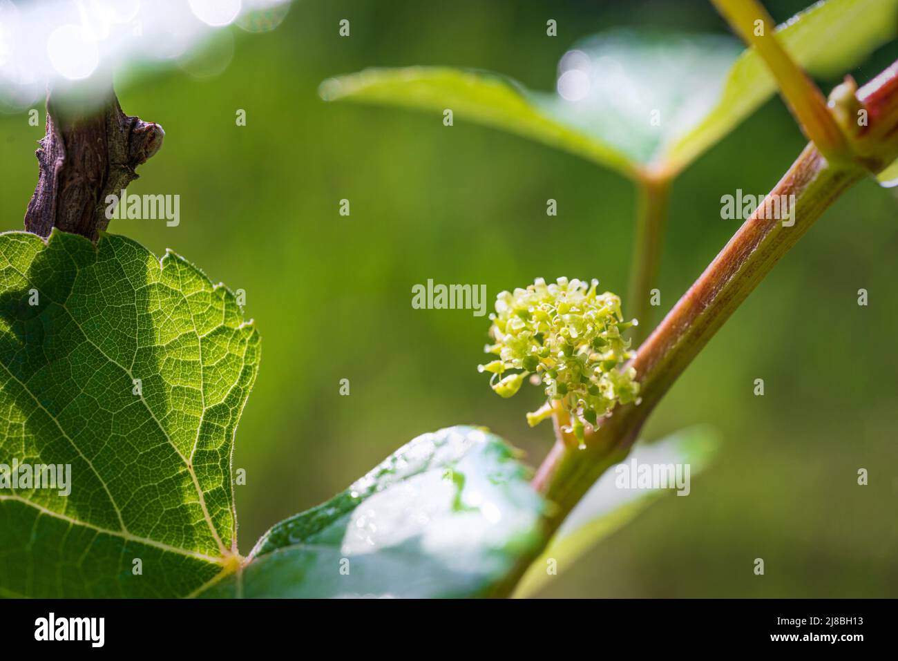 not stretching the inflorescence,Flowering vine on the way to grape ...