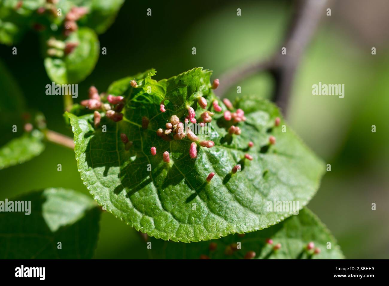 Galls on leaf hi-res stock photography and images - Alamy