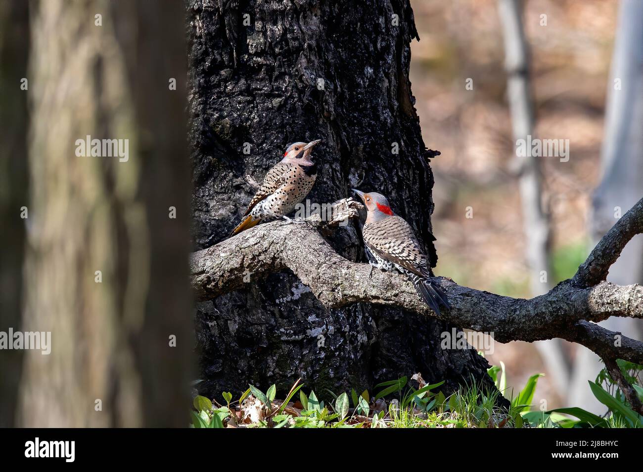 The northern flicker (Colaptes auratus). Is woodpecker native to most ...