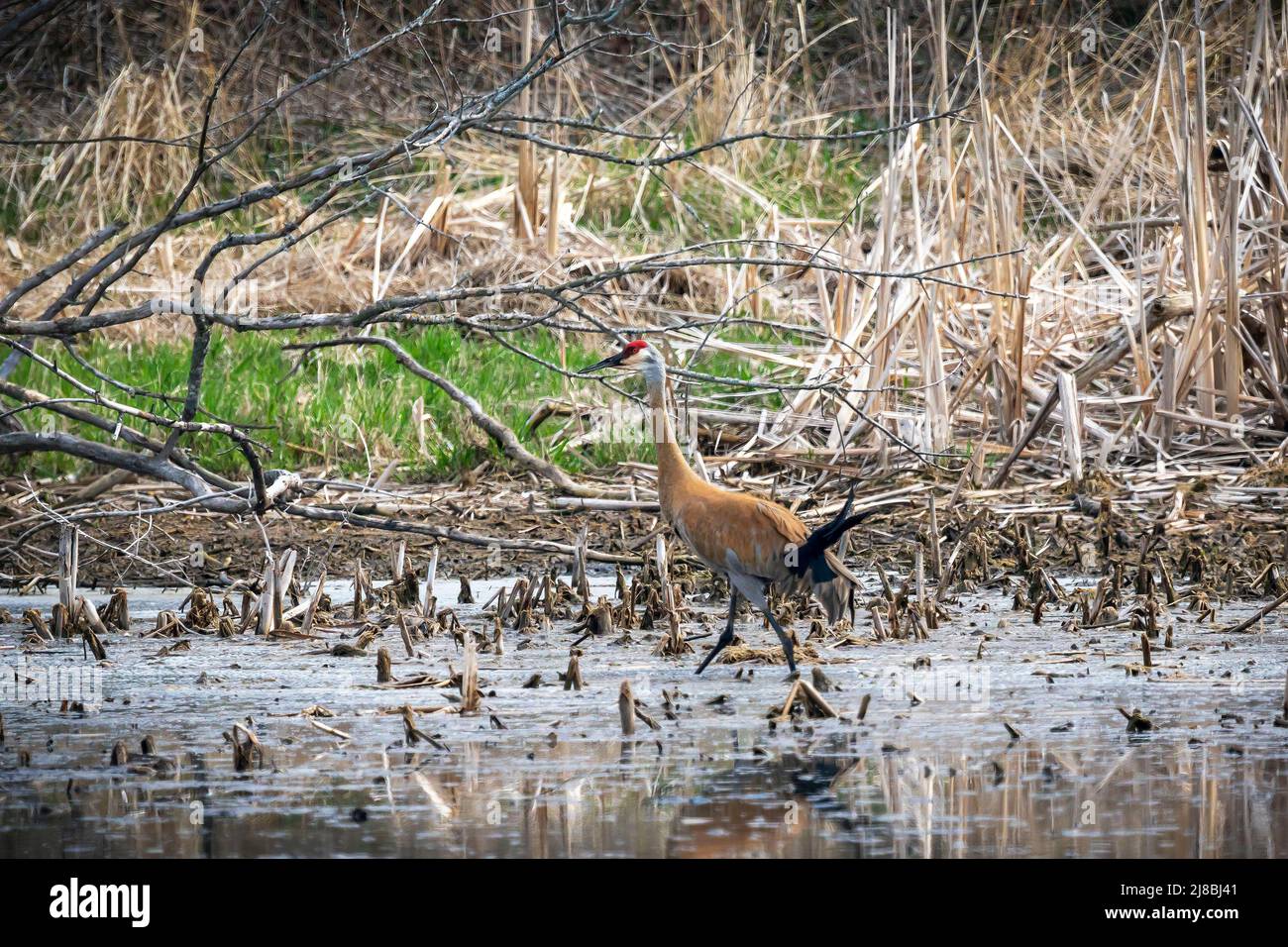 The sandhill crane (Antigone canadensis) on the swamp Stock Photo - Alamy