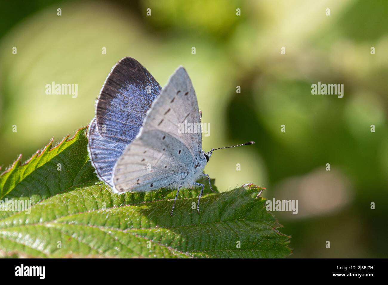 Pale blue underside with black spots hi-res stock photography and ...