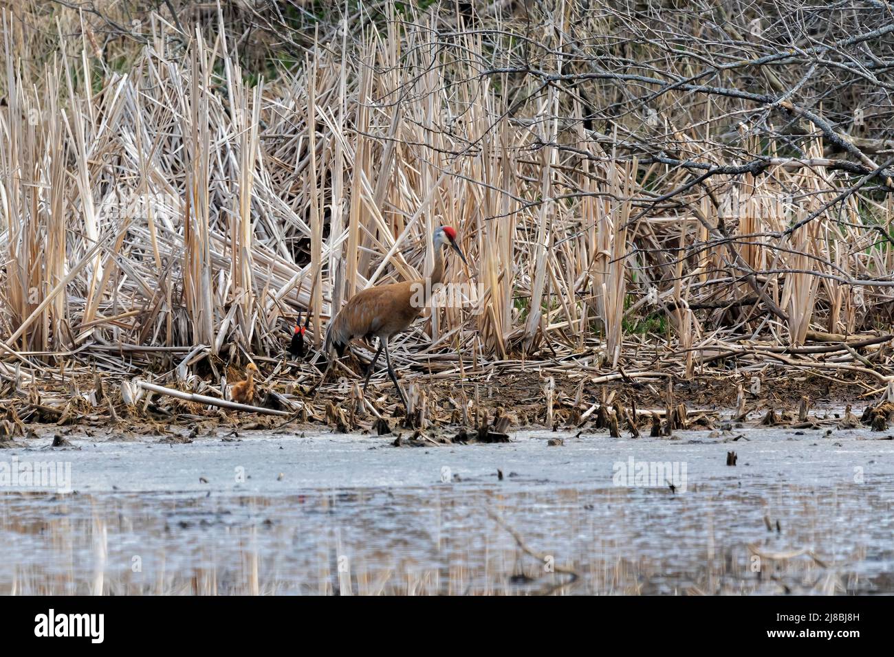 The sandhill crane (Antigone canadensis) on the swamp Stock Photo - Alamy