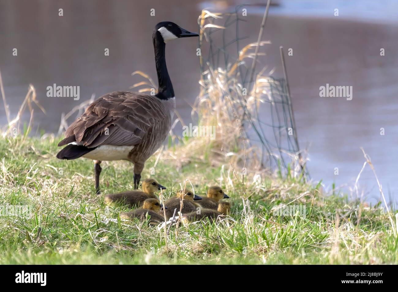 Canadian geese (Branta canadensis) with goslings in state conservation ...