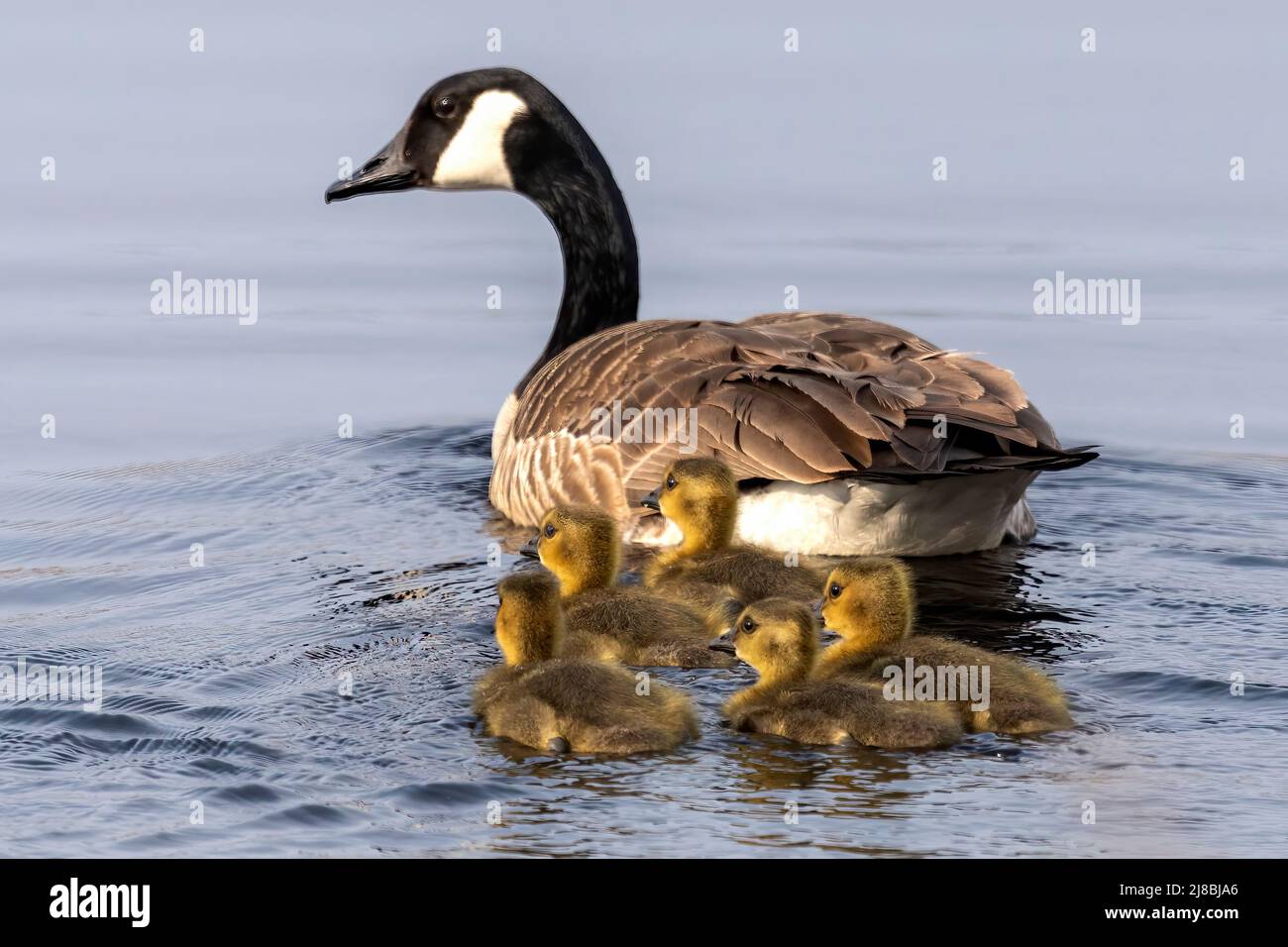 Canadian geese (Branta canadensis) with goslings in state conservation ...