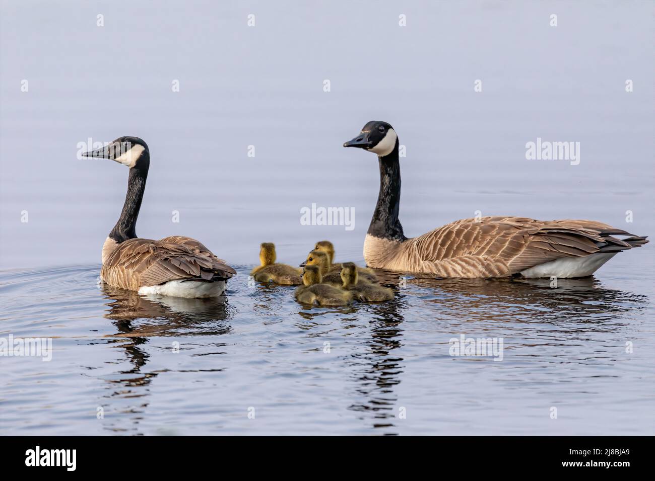 Canadian geese (Branta canadensis) with goslings in state conservation ...