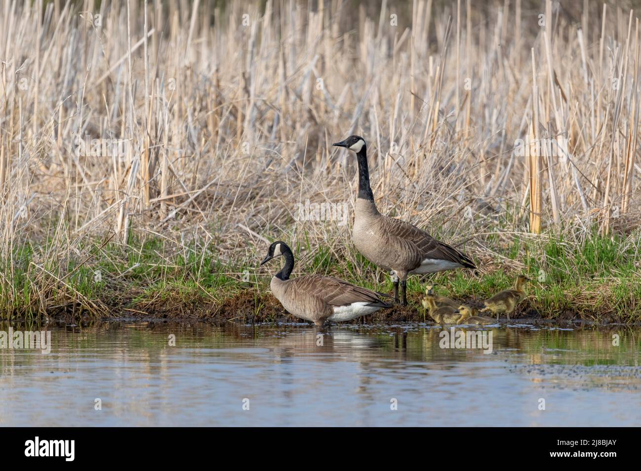 Canadian geese (Branta canadensis) with goslings in state conservation ...