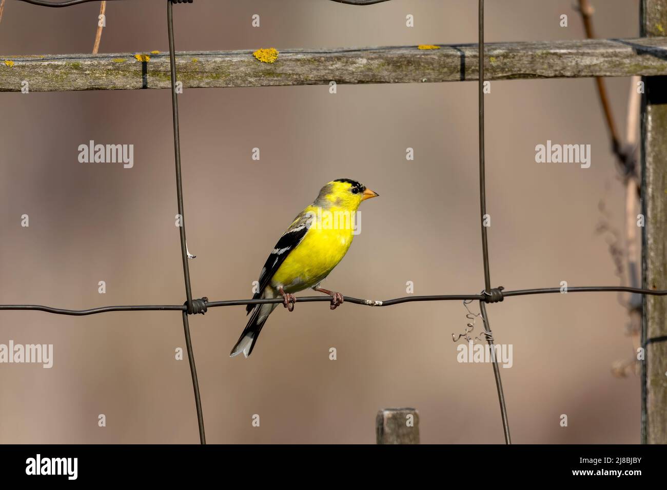 The American goldfinch (Spinus tristis). Male American goldfinch in ...