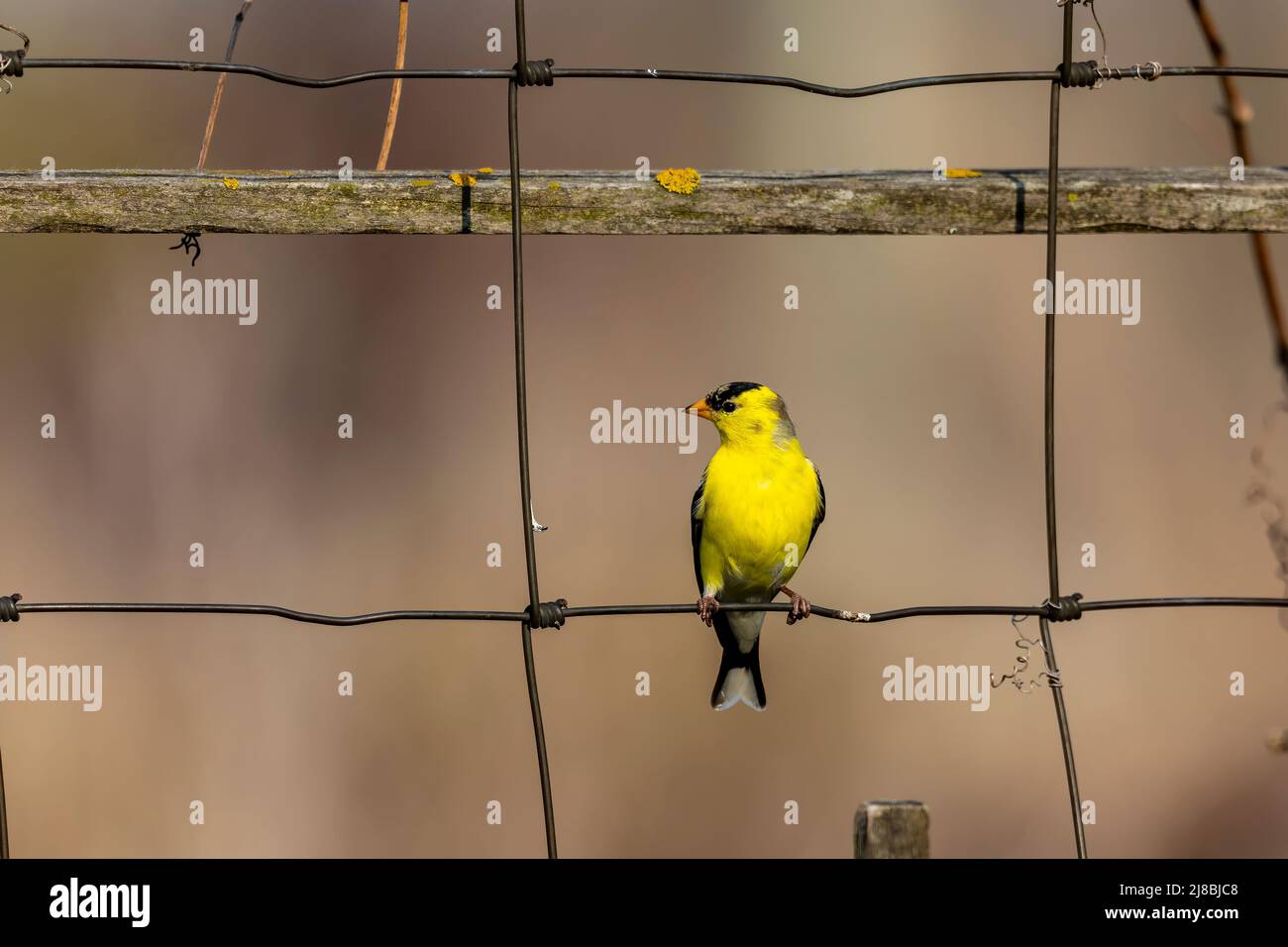 The American goldfinch (Spinus tristis). Male American goldfinch in ...