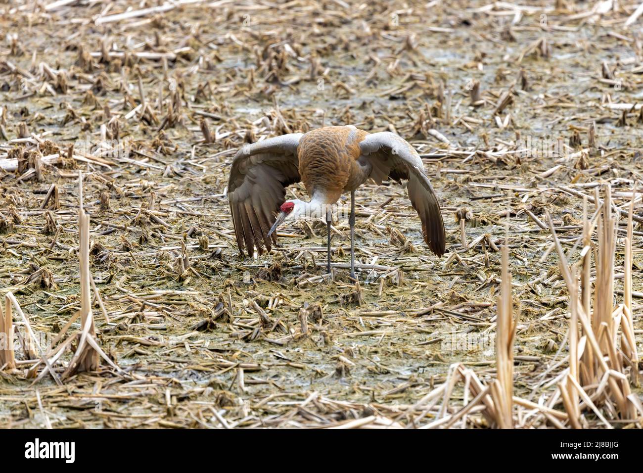 The sandhill crane (Antigone canadensis), female attitude during ...