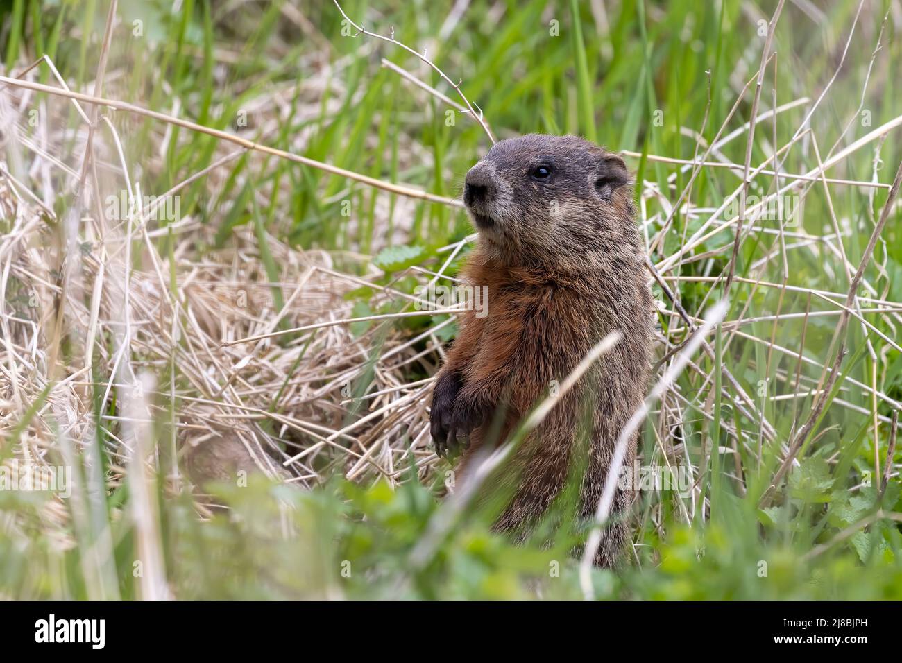 The groundhog (Marmota monax), also known as a woodchuck on a meadow ...