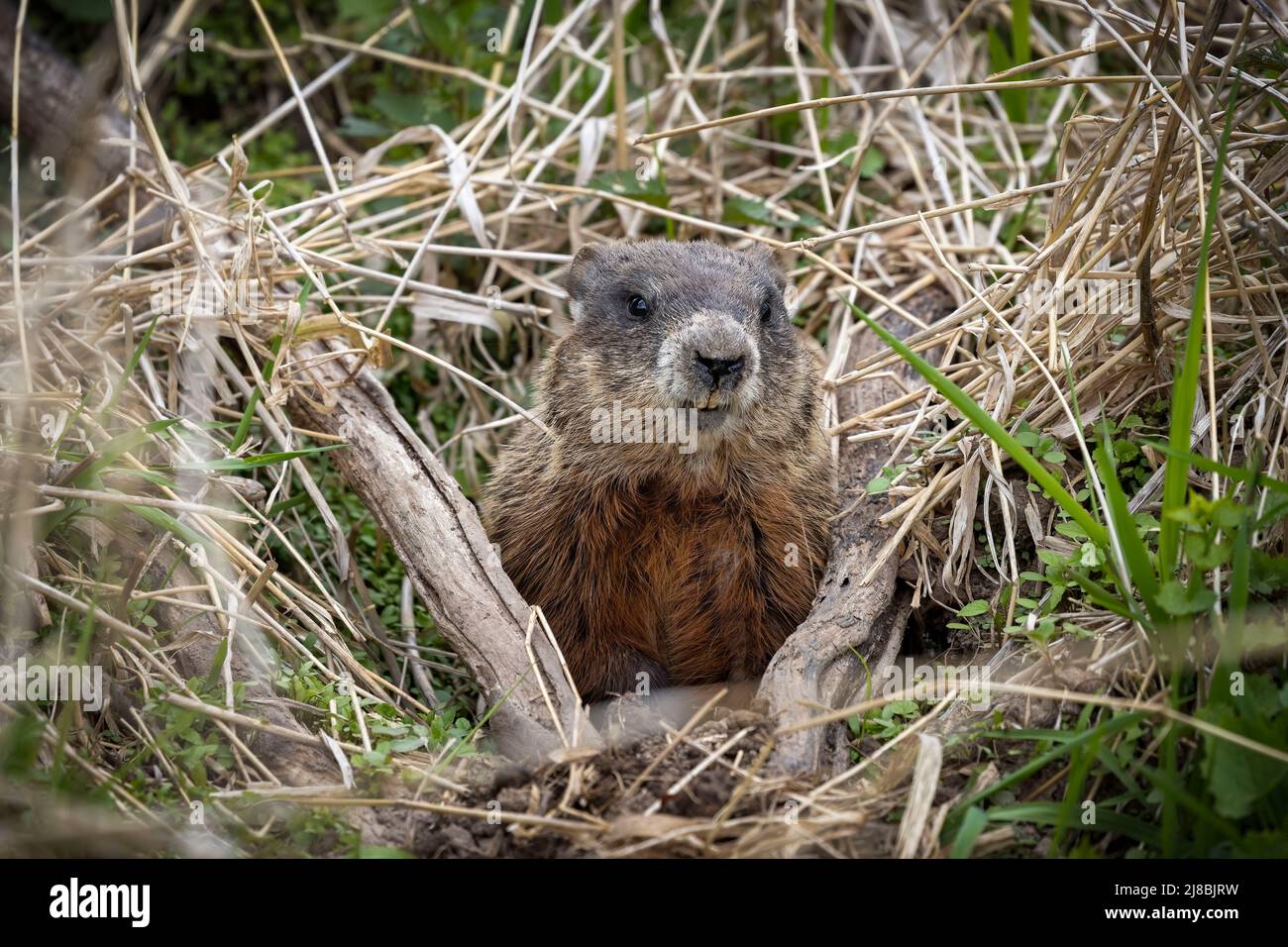 The groundhog (Marmota monax), also known as a woodchuck on a meadow ...