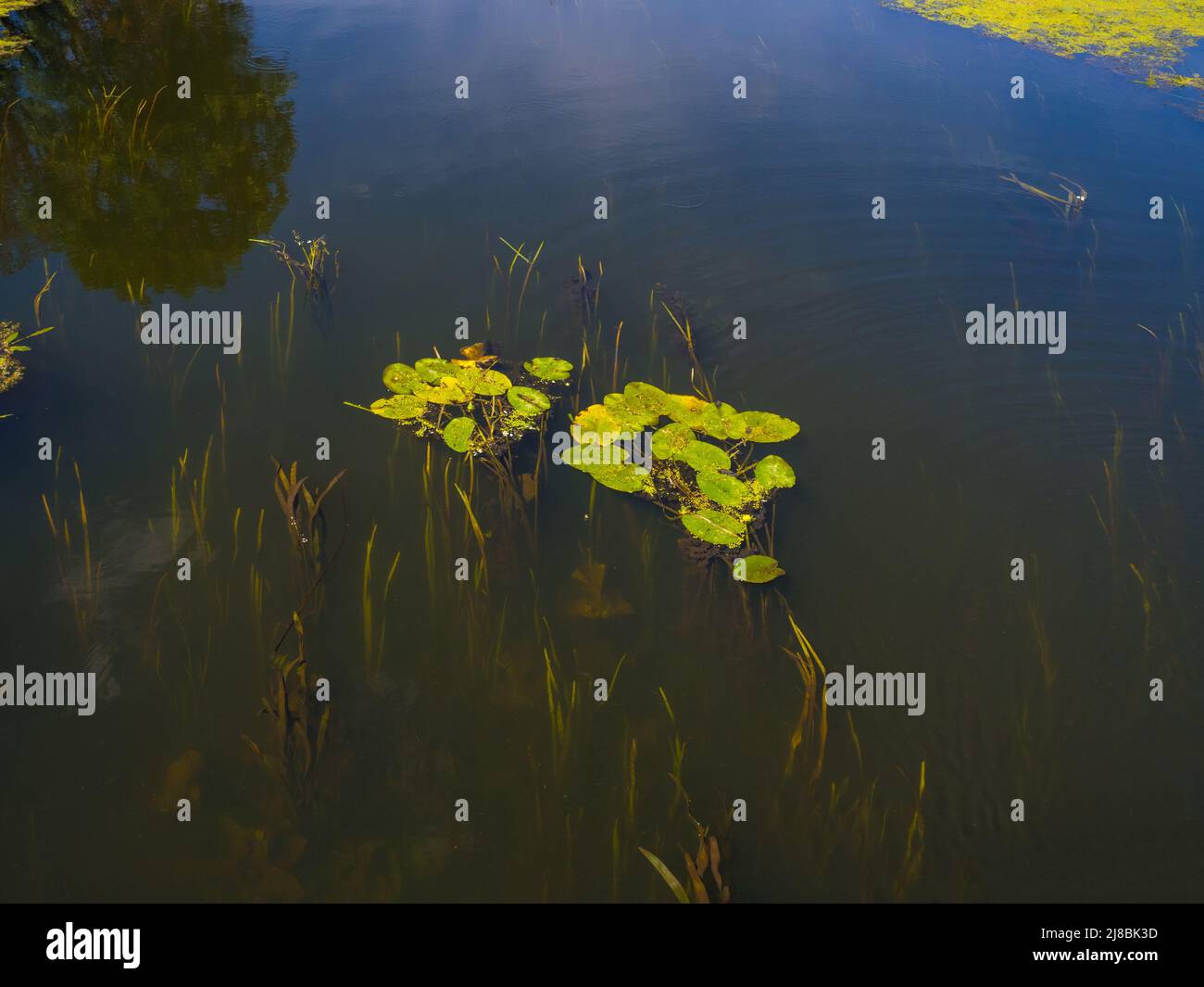 Lotus leaf in pond top hi-res stock photography and images - Alamy