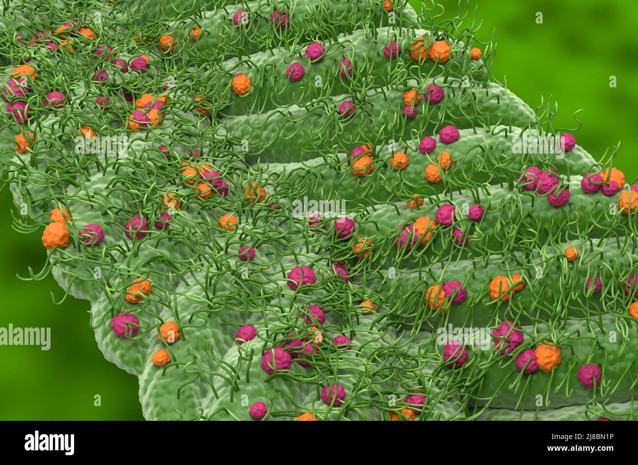 Marijuana, Cannabis sativa leaf - isometric view 3d illustration Stock ...