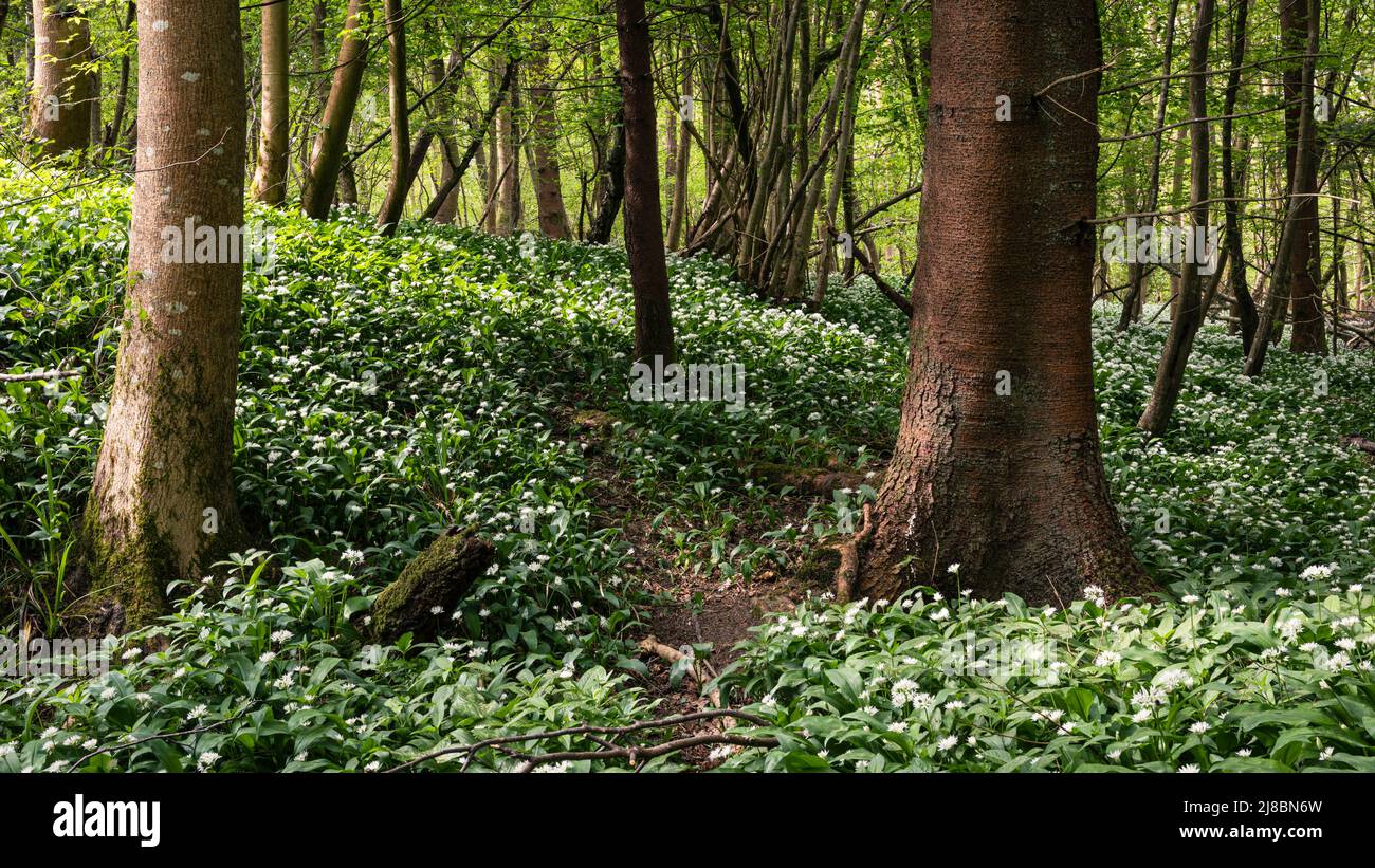 Walking through the wild garlic woodland wonderland in Dallington ...