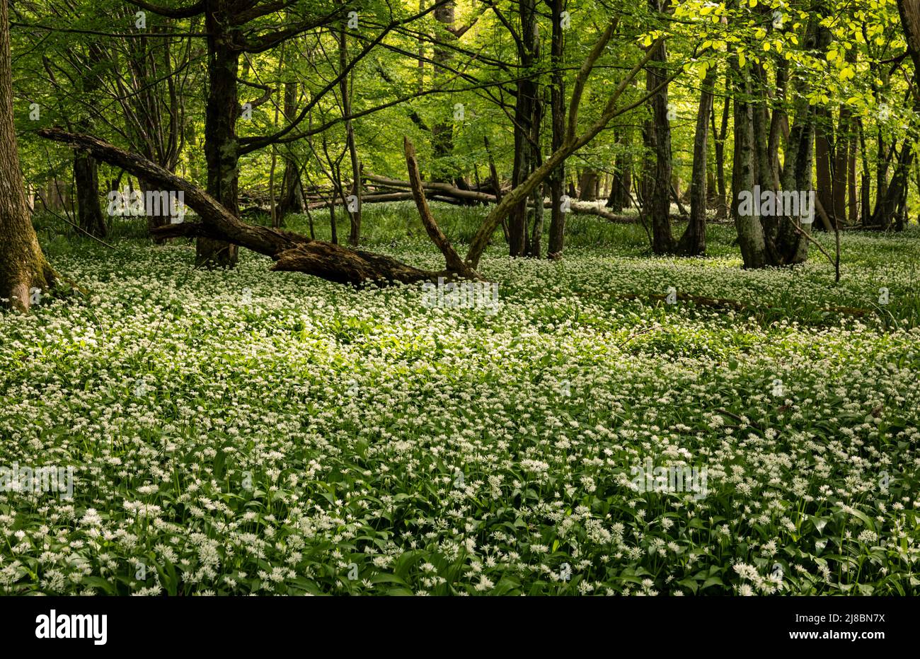 Walking through the wild garlic woodland wonderland in Dallington ...