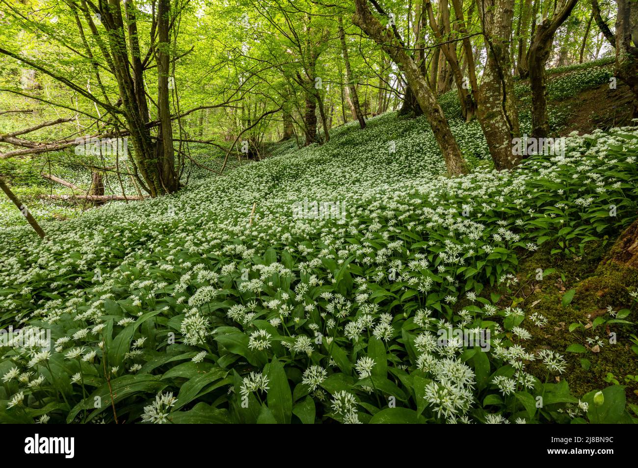 Walking through the wild garlic woodland wonderland in Dallington ...