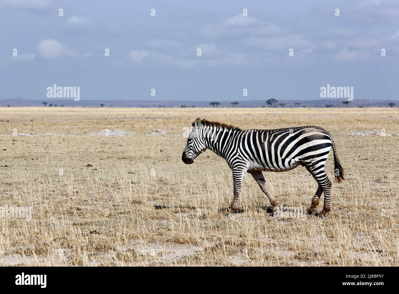 Zebra Walking on Savannah. Amboseli, Kenya Stock Photo - Alamy