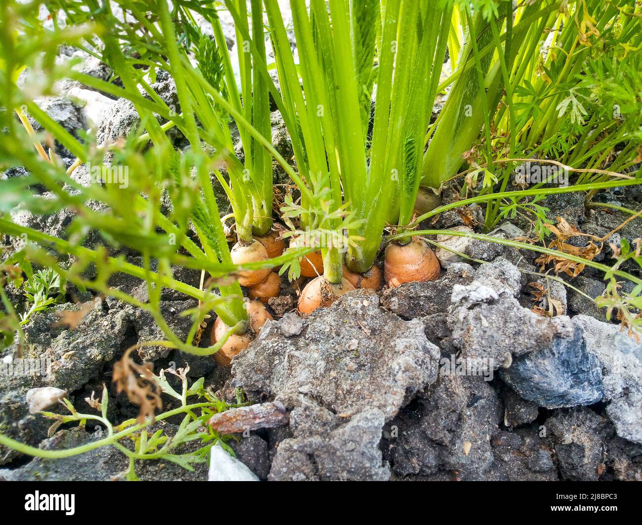 Orange variety of Daucus carota, a root vegetable in the Tuscan ...