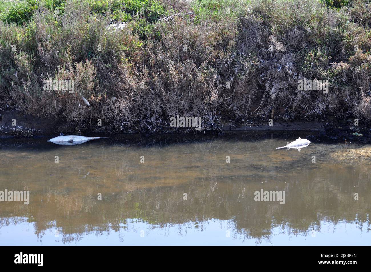Dead fish in the canal of the old salt marshes of Hyeres Stock Photo ...