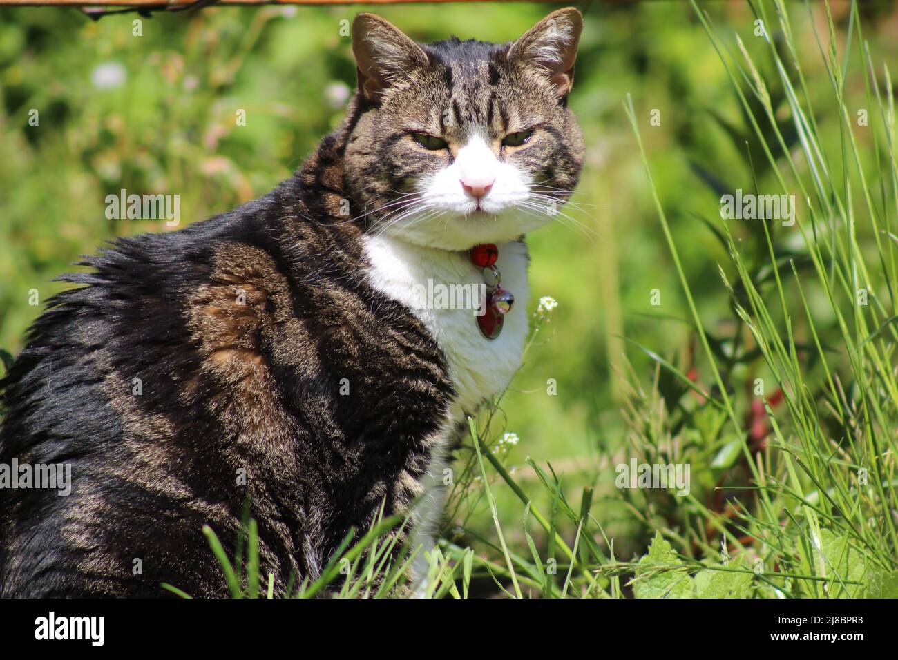 Profile tabby cat hi-res stock photography and images - Alamy