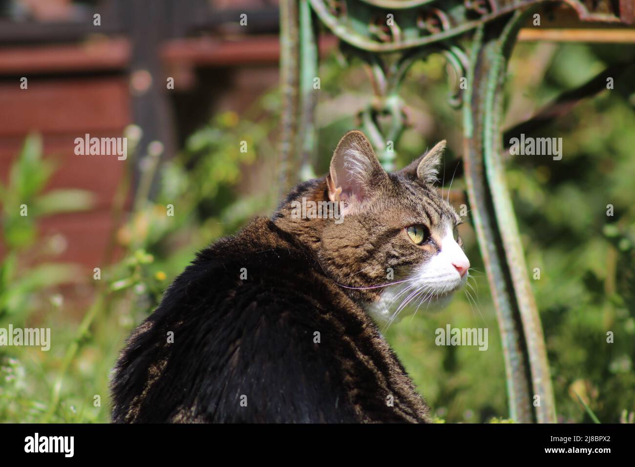 Profile tabby cat hi-res stock photography and images - Alamy