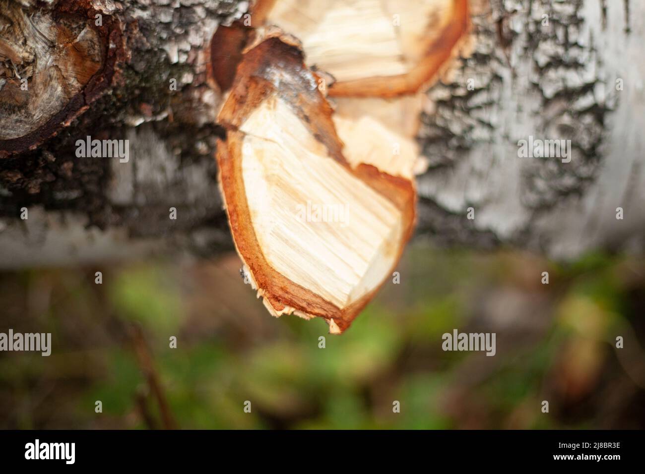 Old tree. Broken piece of trunk. Details of nature Stock Photo - Alamy