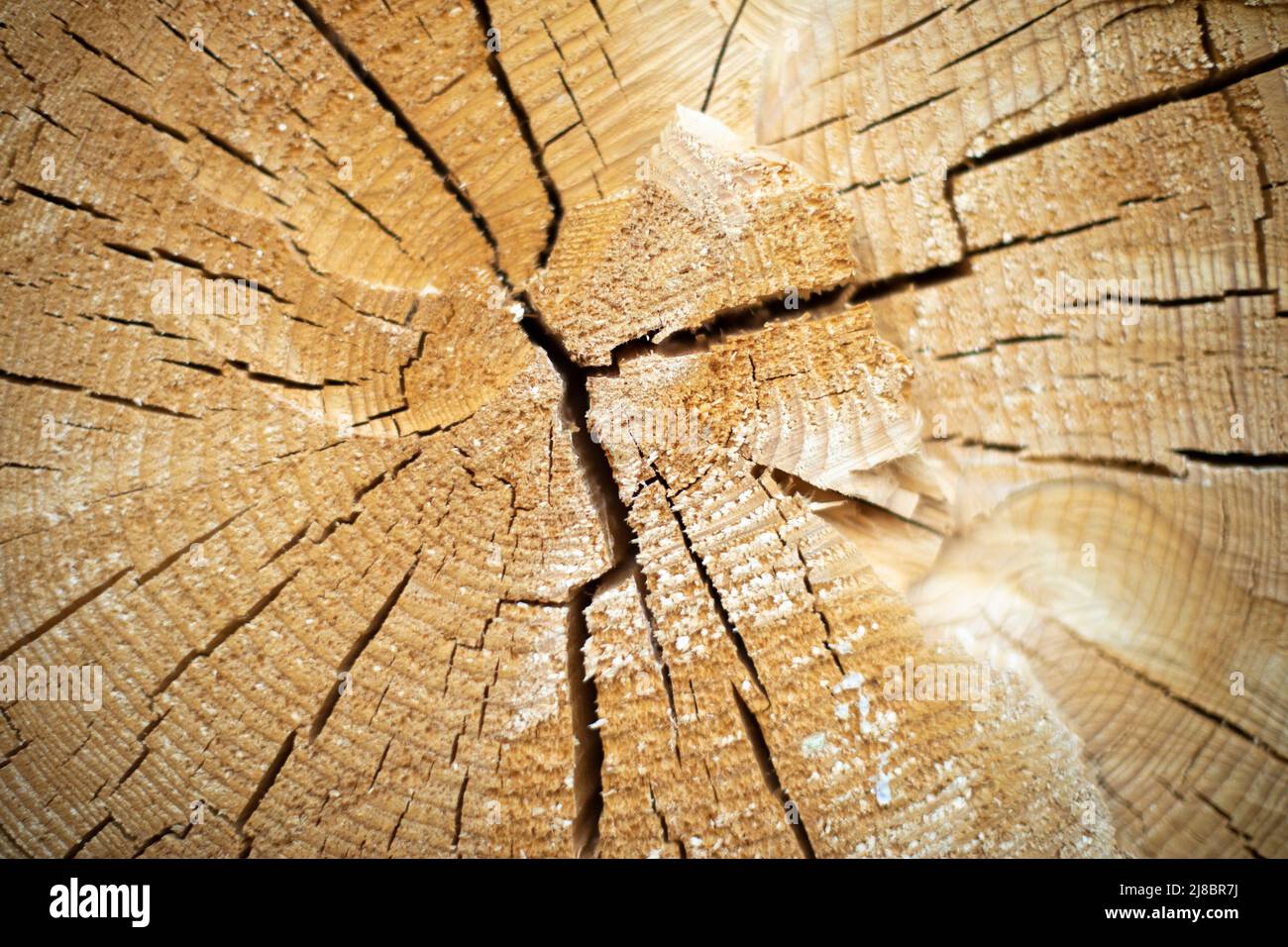 Dry wood texture. Cracks in trunk of spruce. Wooden surface. Detailed ...