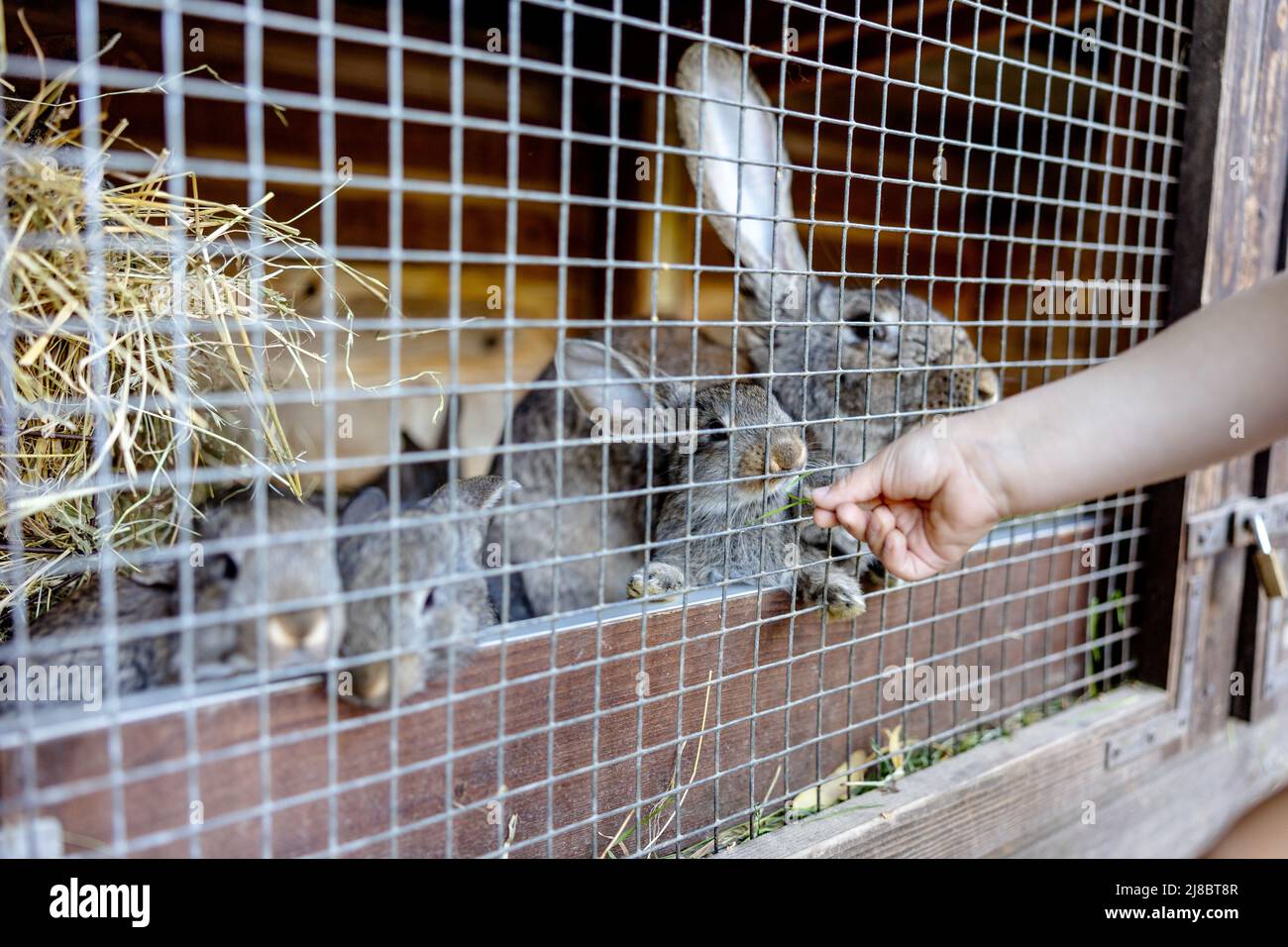 White rabbit cage hi-res stock photography and images - Alamy