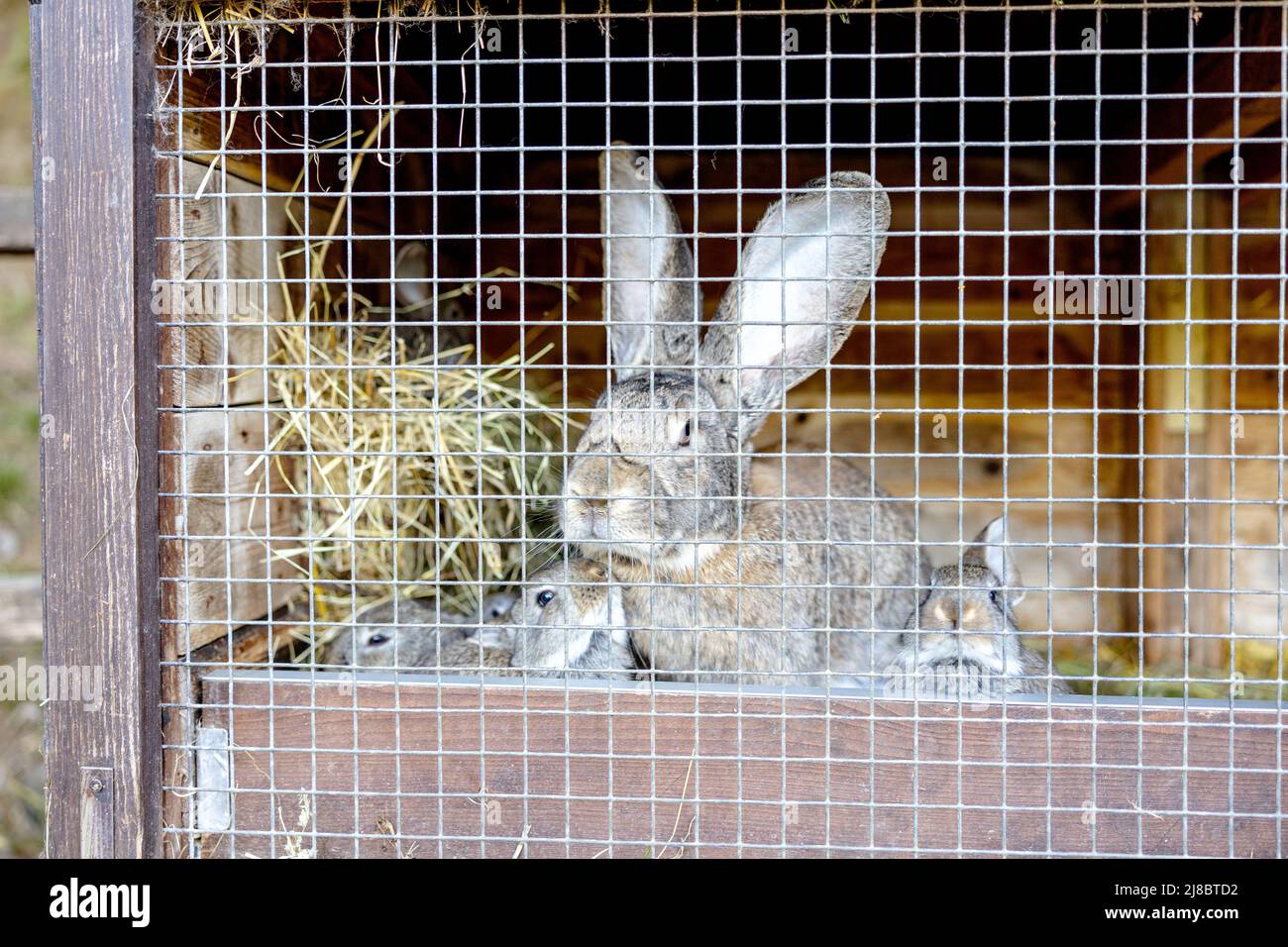 Bunny ranch hi-res stock photography and images - Alamy