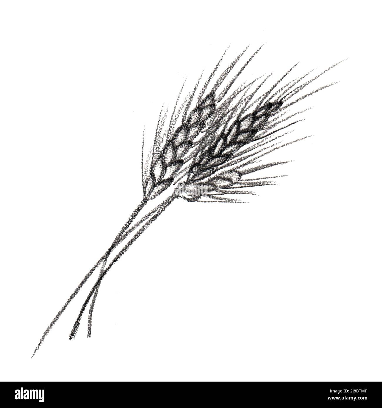 Simple Wheat Drawing