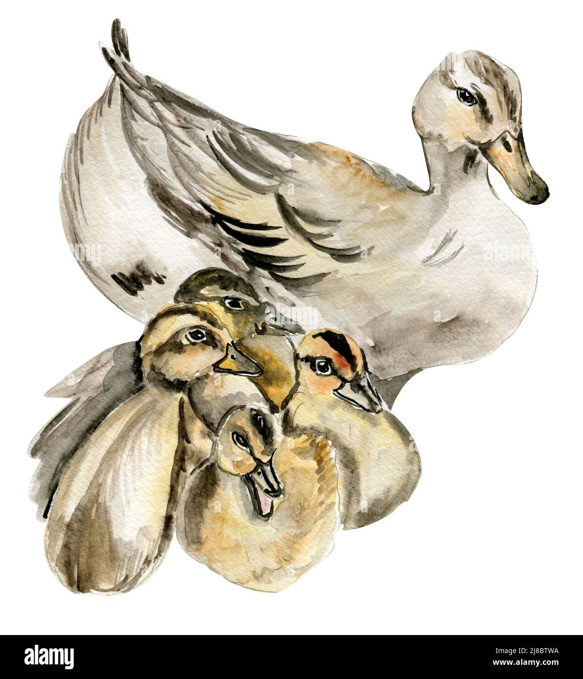 Mummy duck hi-res stock photography and images - Alamy