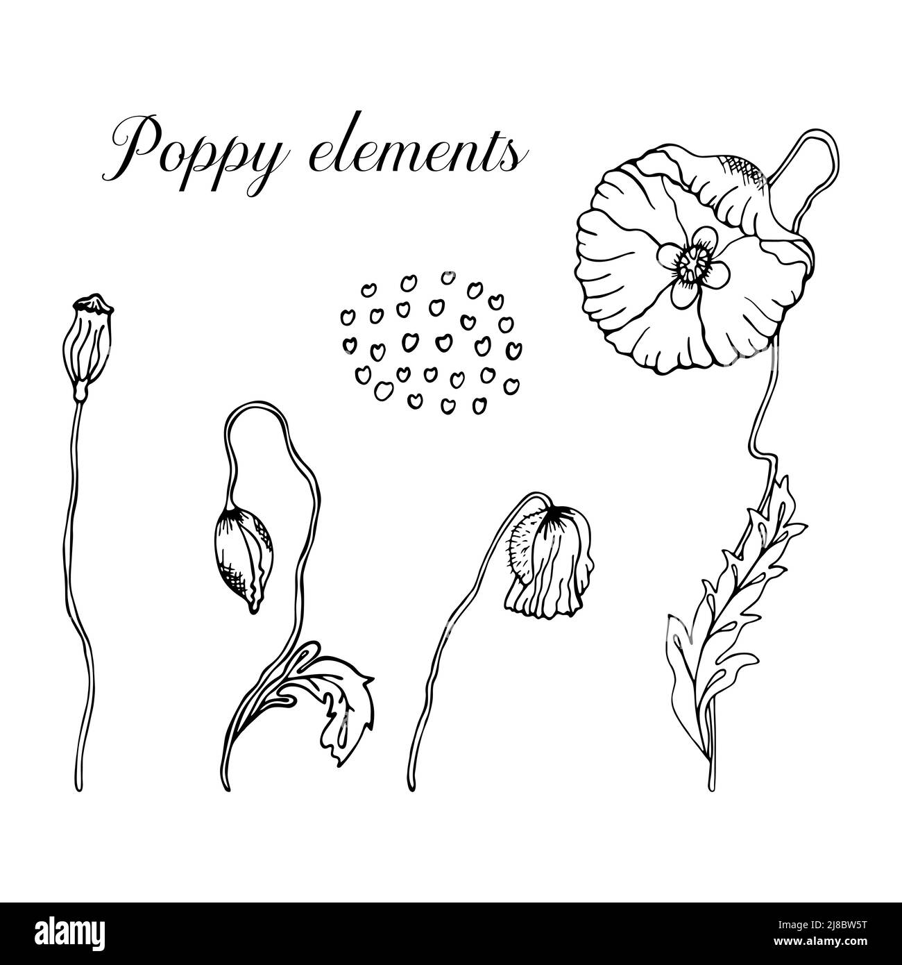 Poppy botanical illustration Stock Vector Images - Alamy