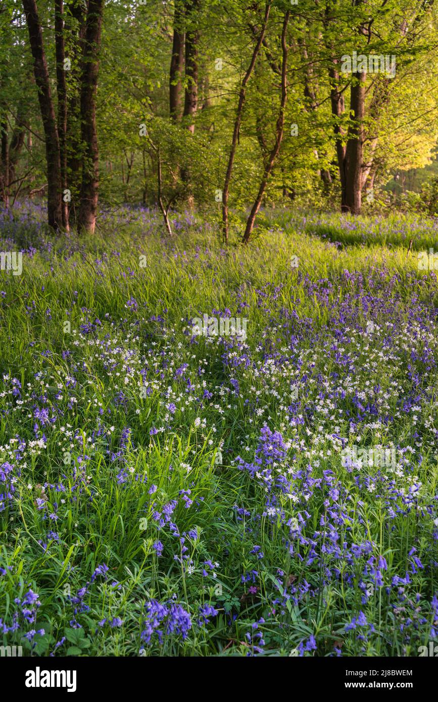 Stunning majestic Spring bluebells forest sunrise in English ...