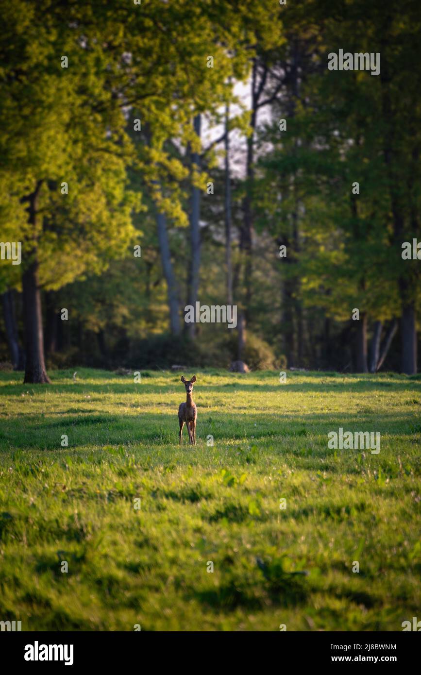 Beautiful red deer doe caught in stunning Spring sunrise light on edge ...