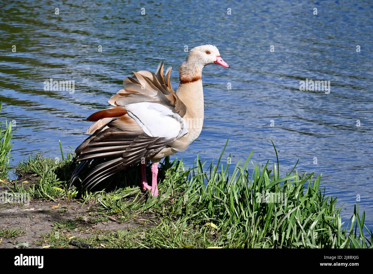 Ruffled bird hi-res stock photography and images - Alamy