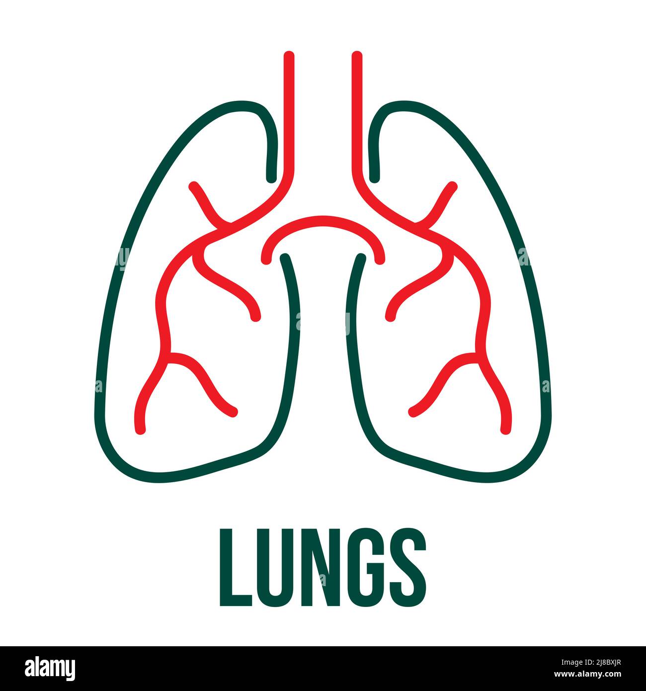 Human lungs icon. Pulmonology theme. Medical and health icon on white ...