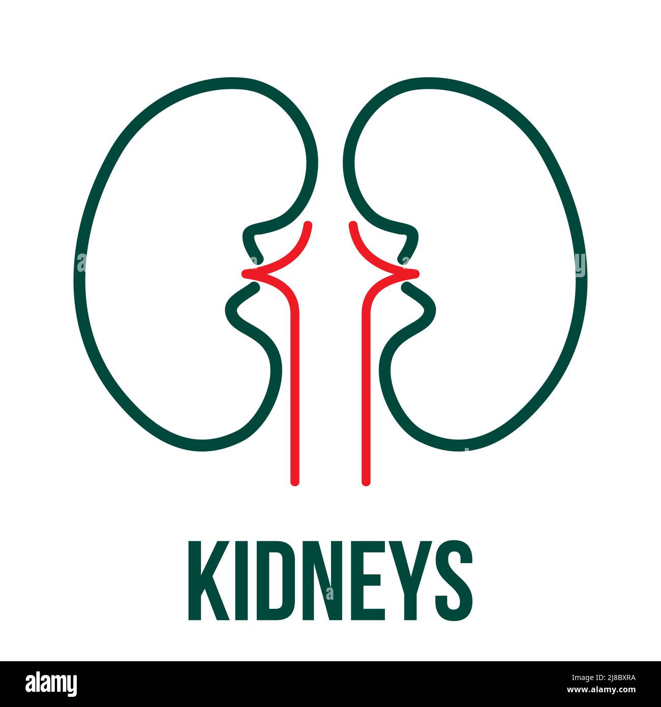 Kidneys human organ. Human Kidneys Renal, Urinary System. Medical and health icon on white ...