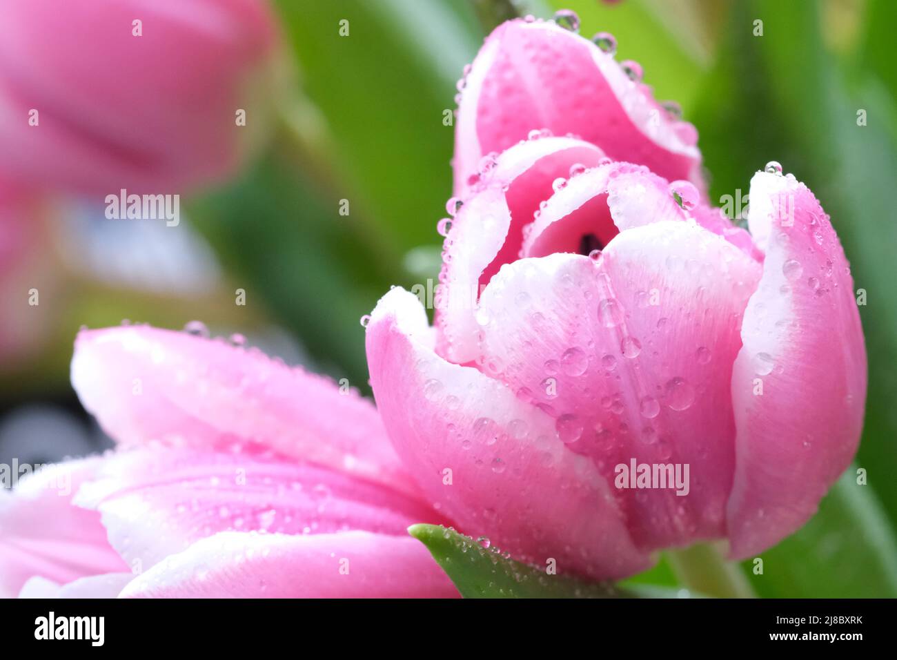 Pink tulip close-up moving in the wind, selective focus. Nature blurred ...