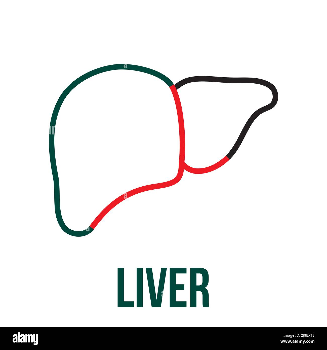 Human liver icon. Medical and health icon on white background. Editable ...