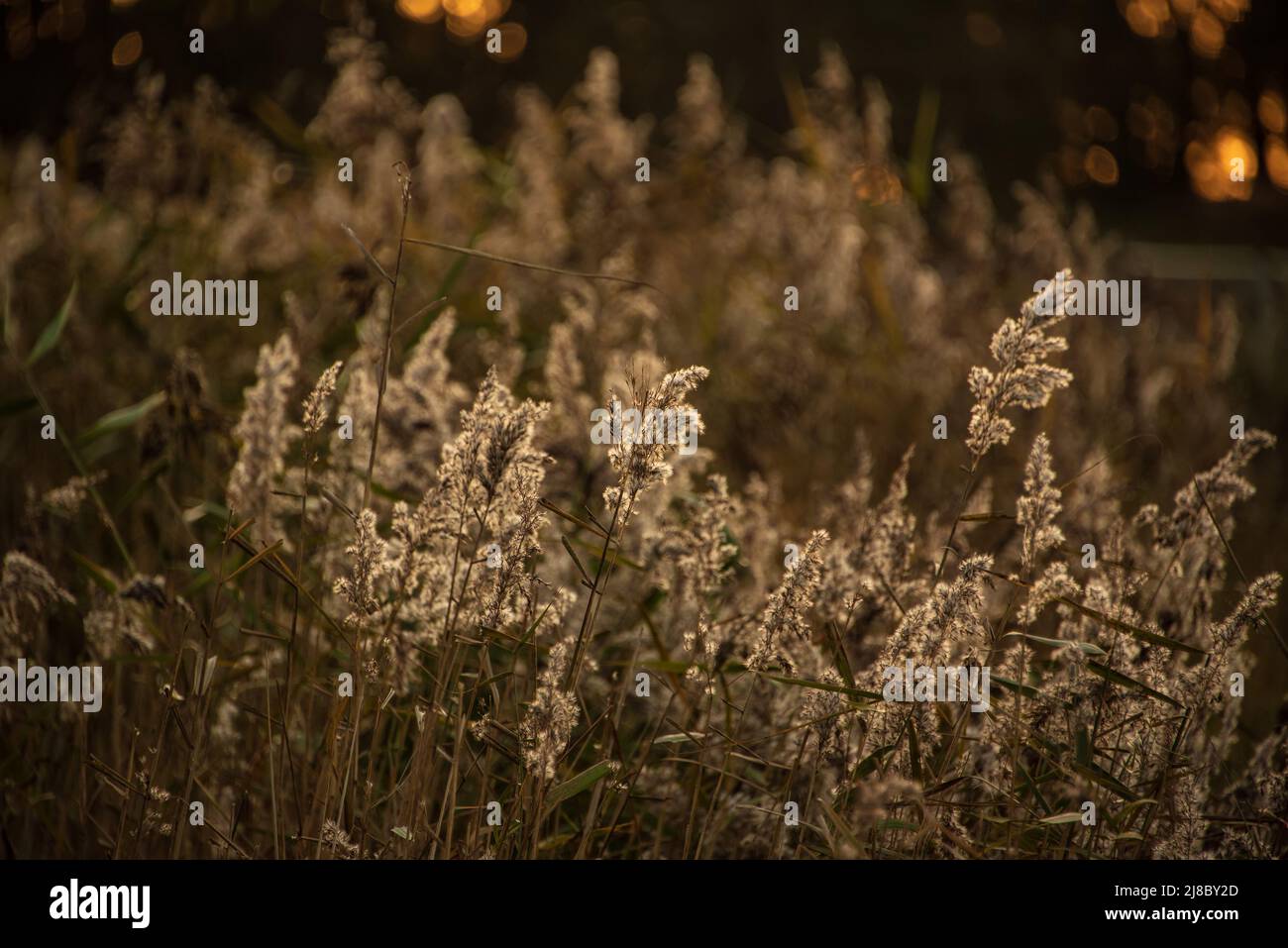 Beautiful shallow depth of field landscape image of grass reeds at ...