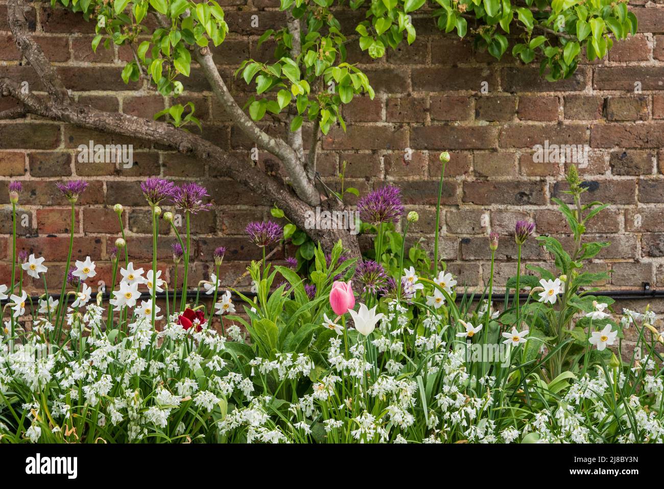 Beautiful Spring landscape image of typical English country garden ...
