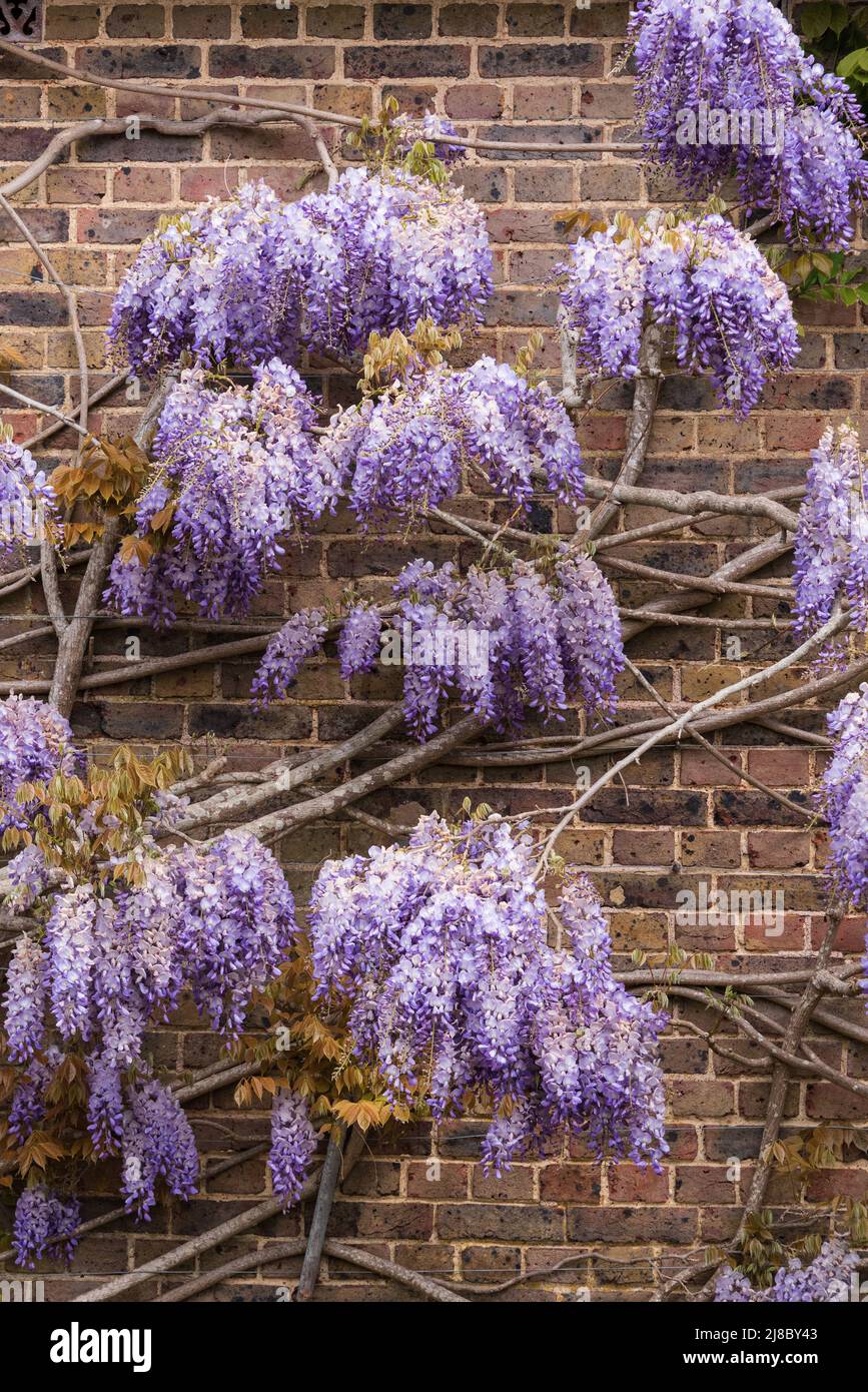 Beautiful Spring landscape image of typical English country garden ...