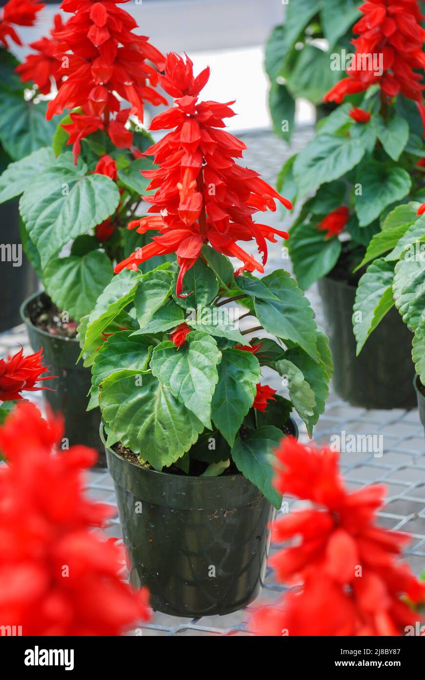 Red Salvia Splendens, Red flower pot plants in the black pot Stock ...