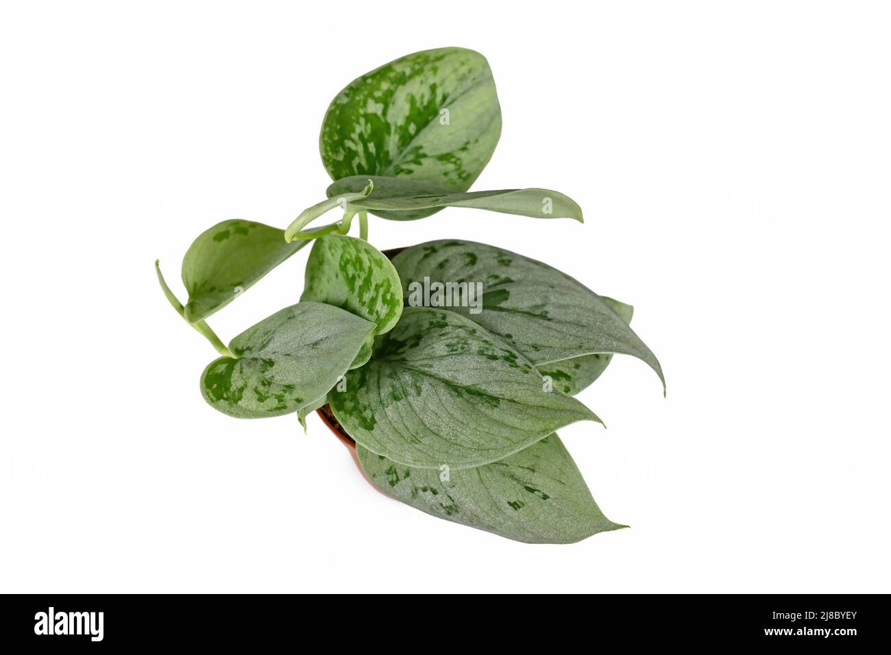 Silver green colored 'Scindapsus Pictus Silvery Ann' houseplant in pot ...